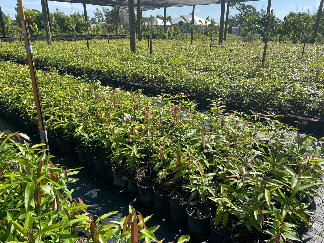 Recap: Summer SWFL Small Farmer Network Meeting on Pine Island - UF ...