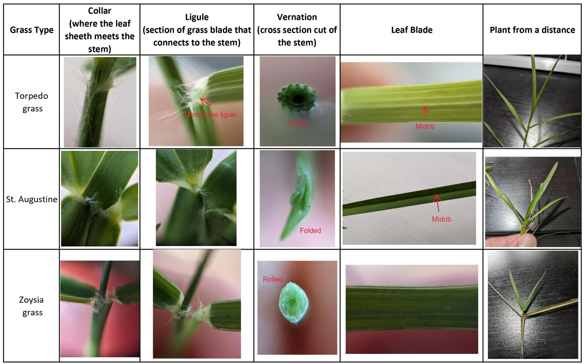 Torpedograss in Collier County Lawns - UF/IFAS Extension Collier County