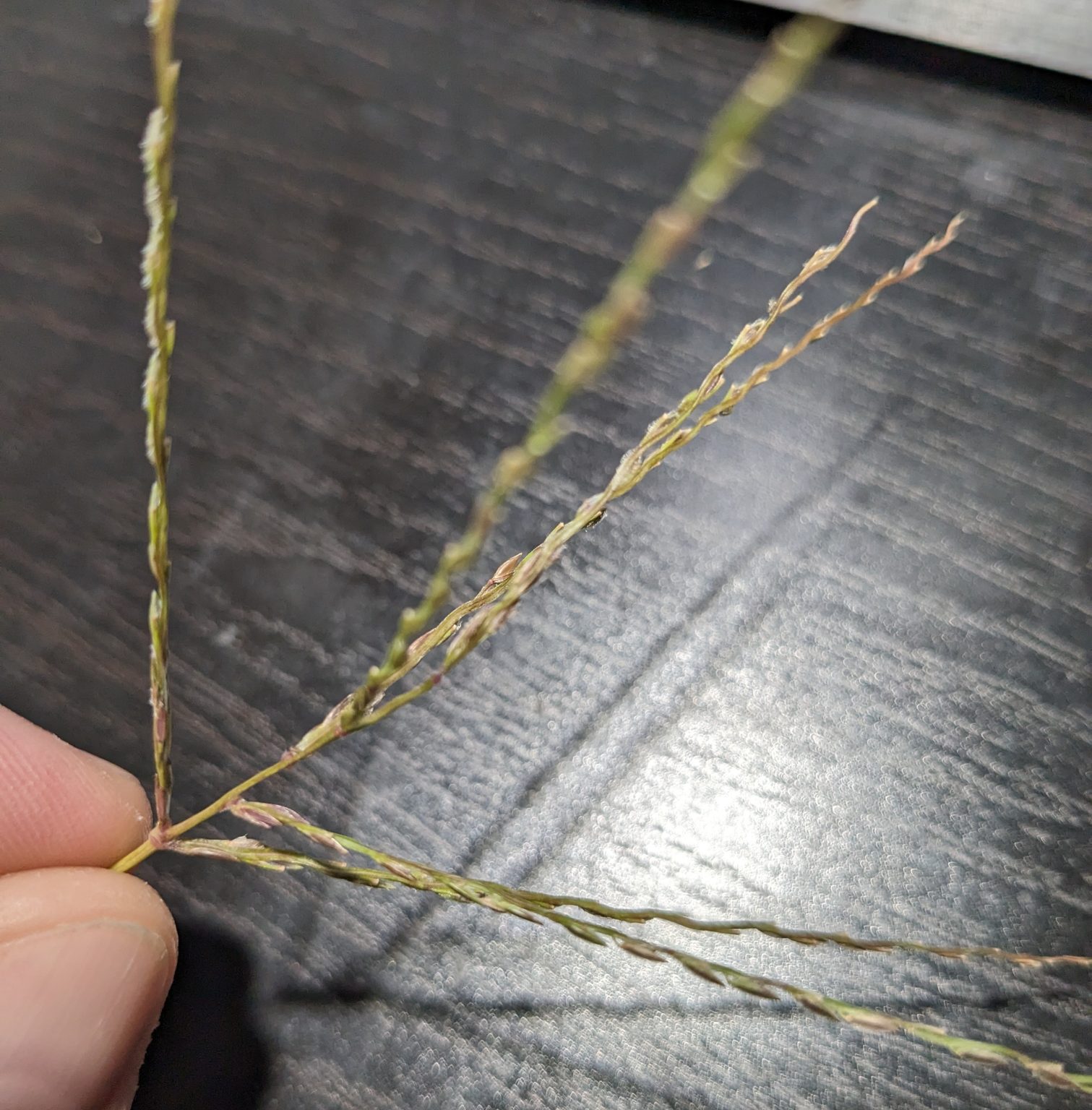 Torpedograss in Collier County Lawns - UF/IFAS Extension Collier County