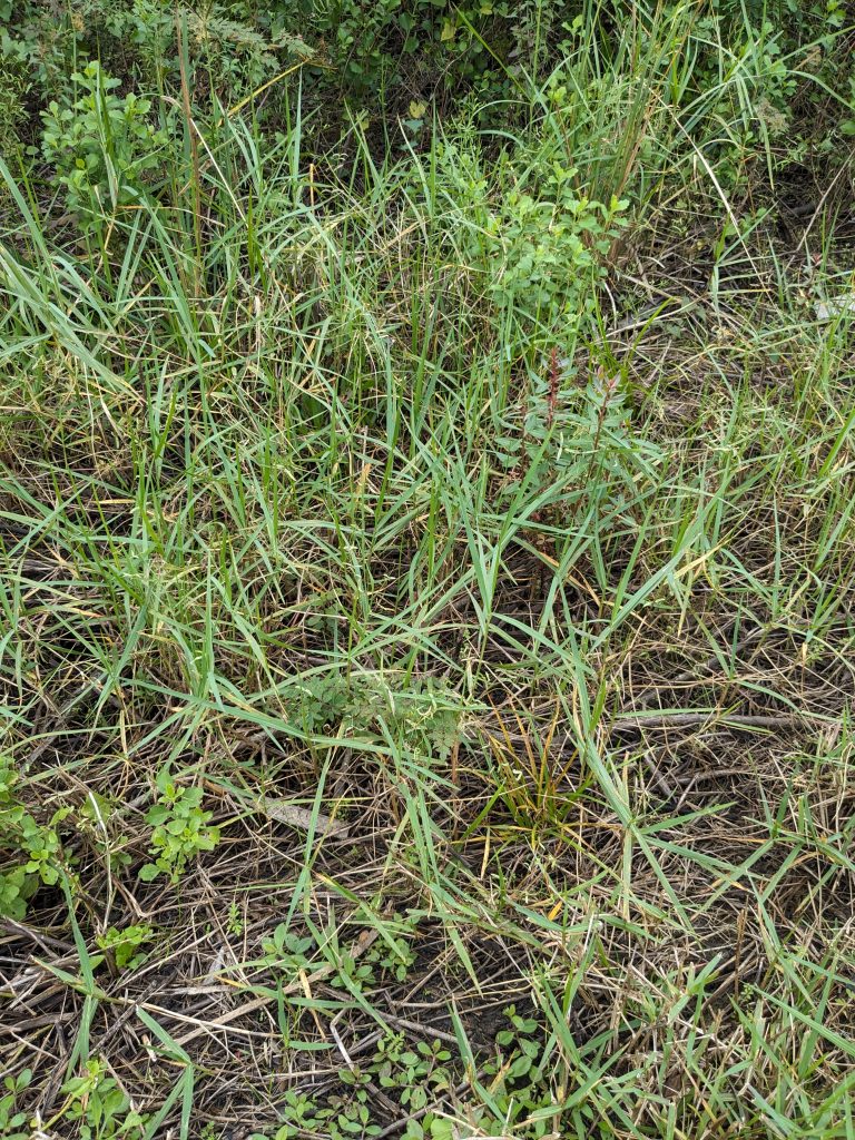Torpedograss in Collier County Lawns - UF/IFAS Extension Collier County