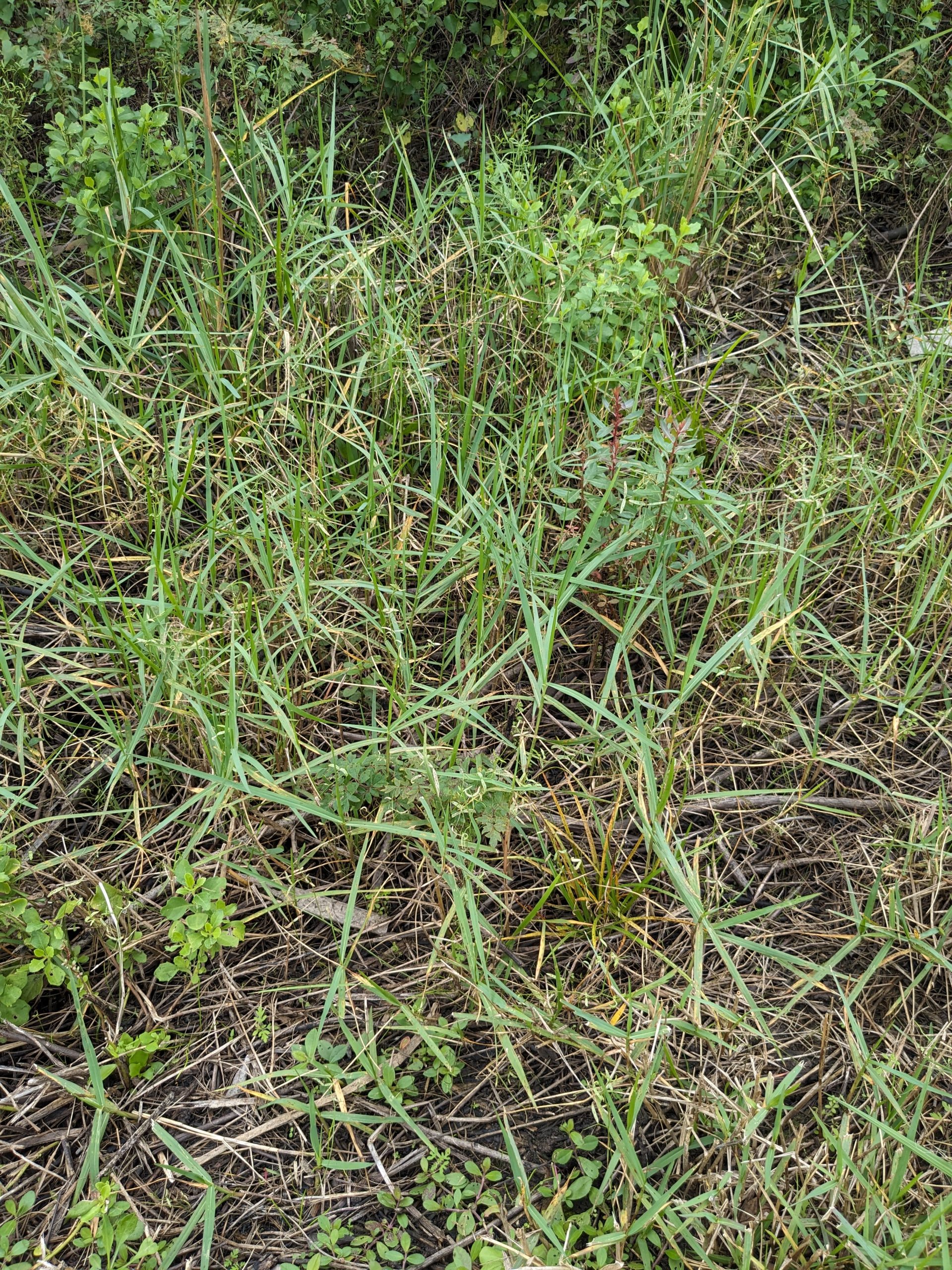 Torpedograss in Collier County Lawns - UF/IFAS Extension Collier County
