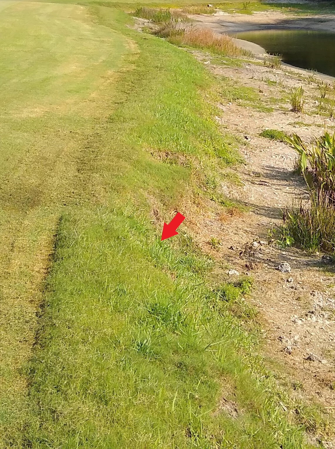 Torpedograss in Collier County Lawns - UF/IFAS Extension Collier County