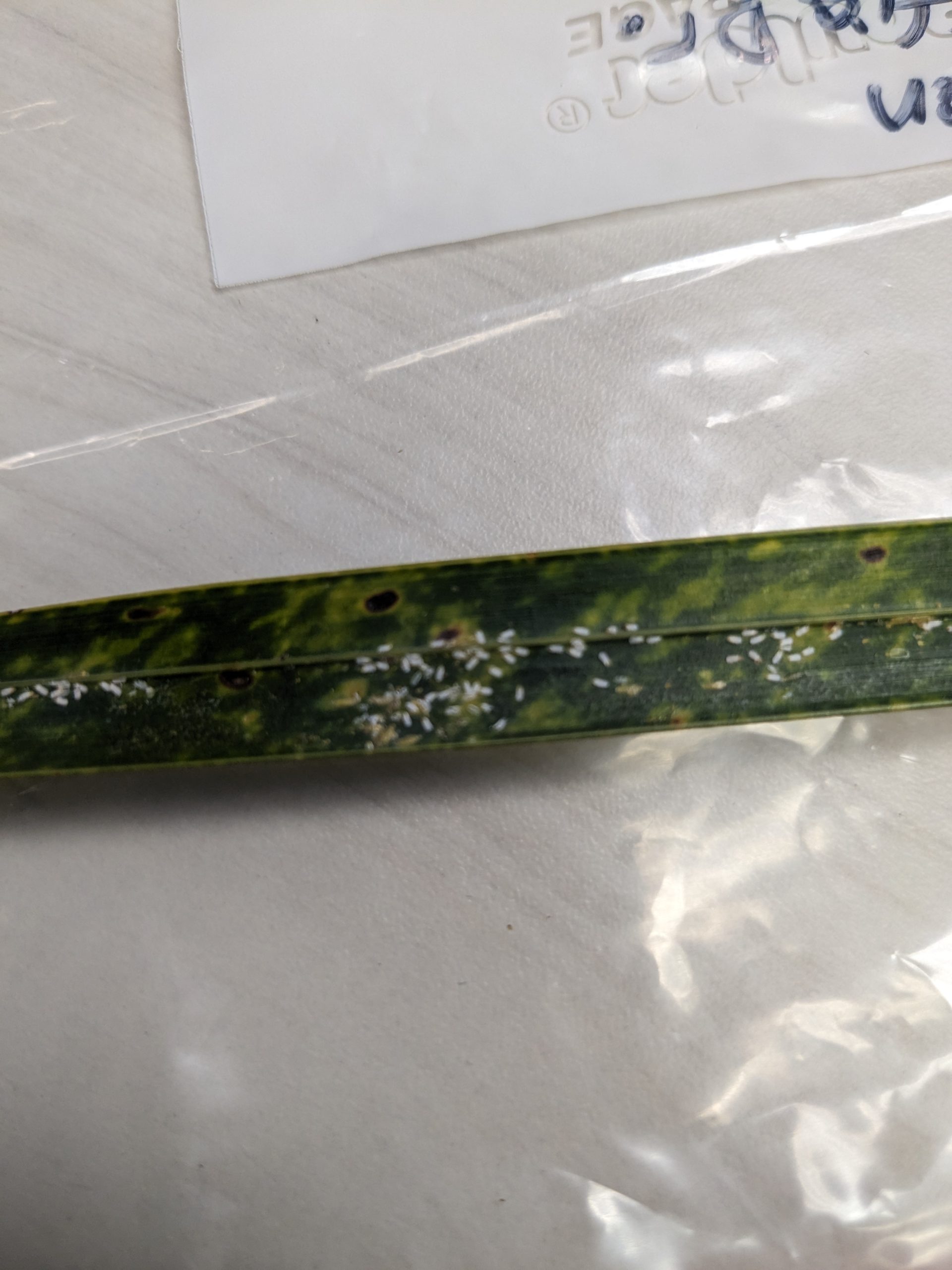 New Scale Pest in Collier County - UF/IFAS Extension Collier County