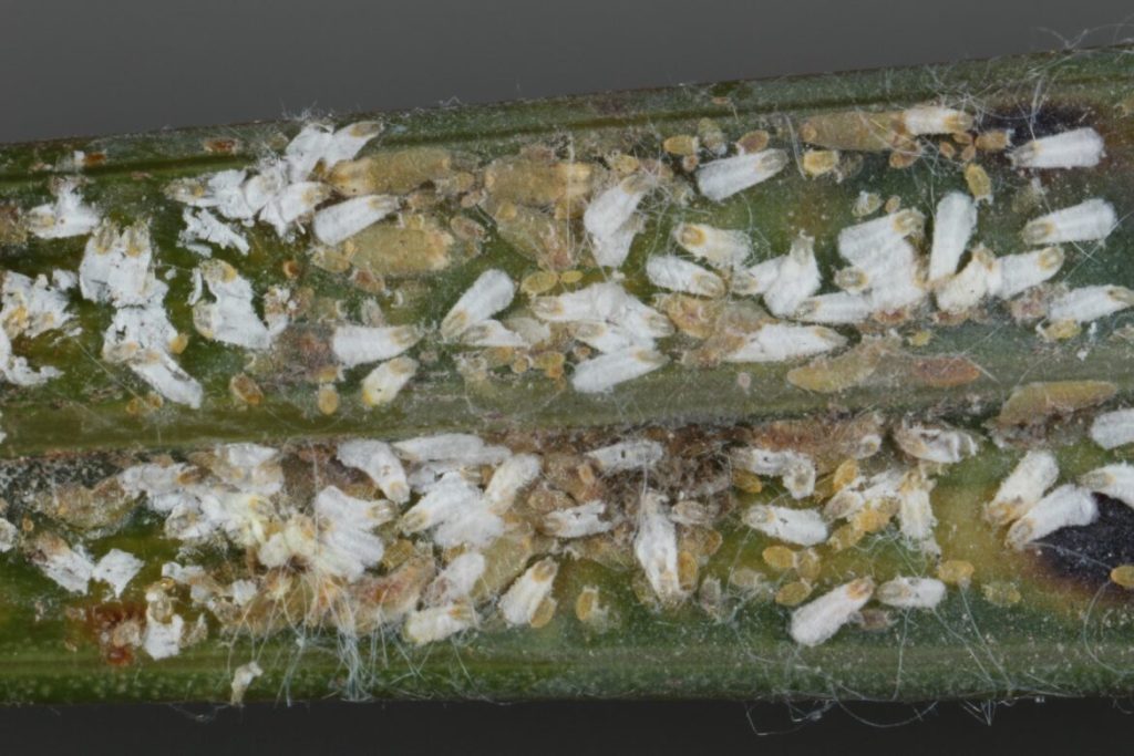 New Scale Pest in Collier County - UF/IFAS Extension Collier County