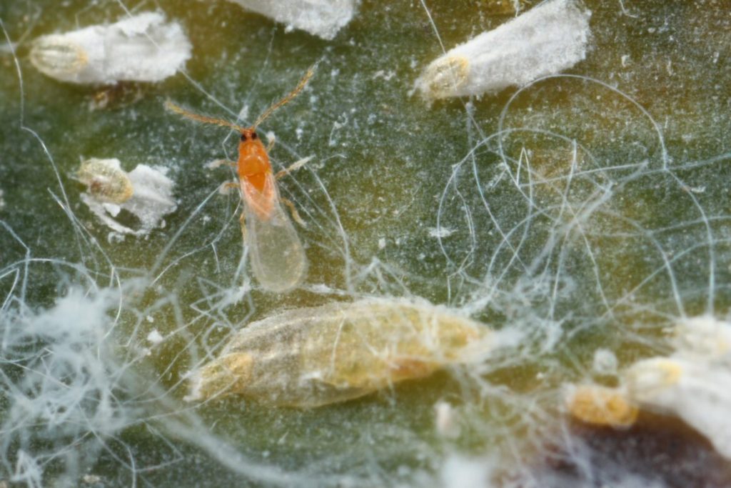 New Scale Pest in Collier County - UF/IFAS Extension Collier County