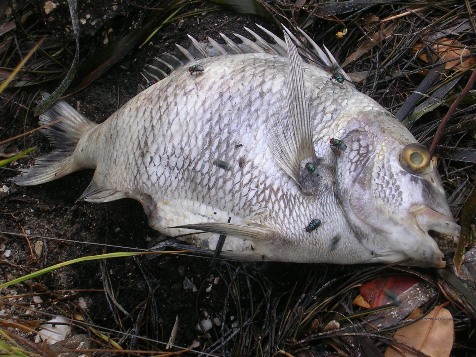 Red Tide, Fisheries Modeling and Citizen Science: Casting a Line to ...