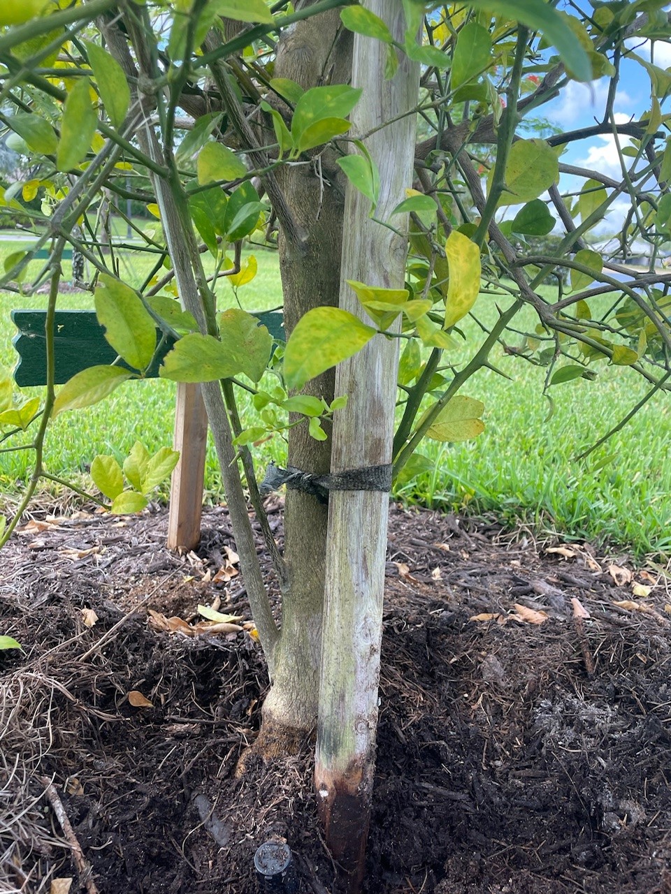 Don't Forget to Take the Landscape Stakes Off Your Tropical Fruit Trees ...