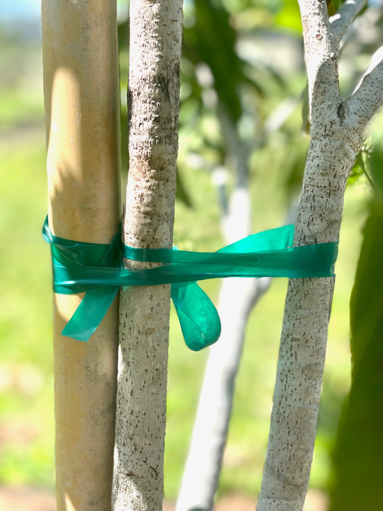 Don't Forget to Take the Landscape Stakes Off Your Tropical Fruit Trees ...