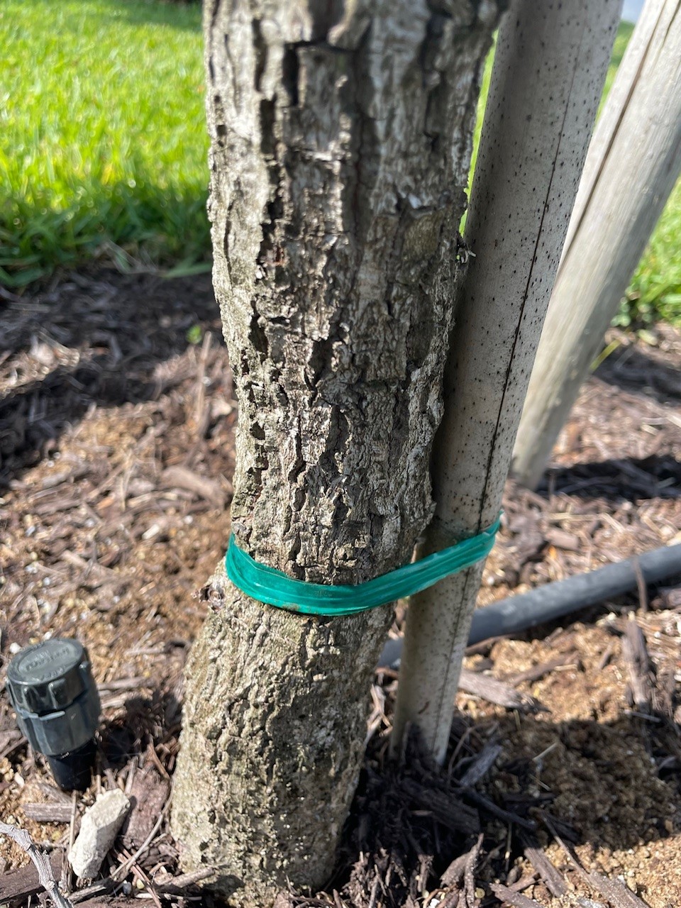 Don't Forget to Take the Landscape Stakes Off Your Tropical Fruit Trees ...