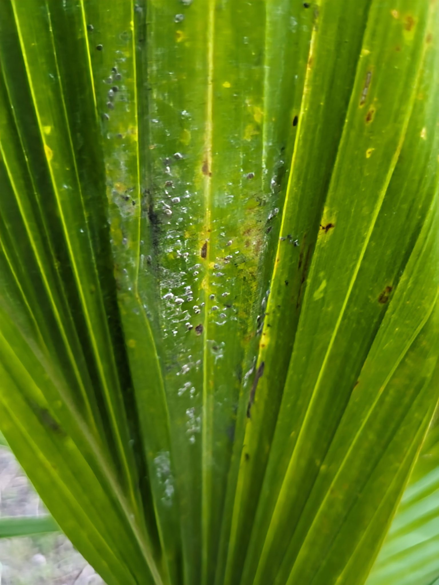 New Scale Pest in Collier County - UF/IFAS Extension Collier County