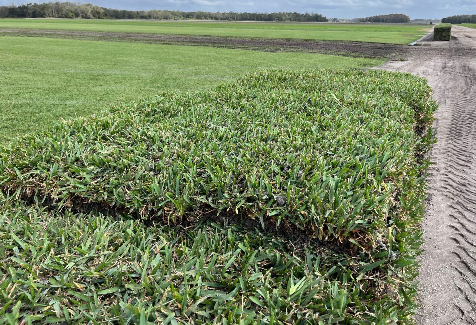 ProVista St. Augustinegrass New Factsheet - UF/IFAS Extension Collier ...