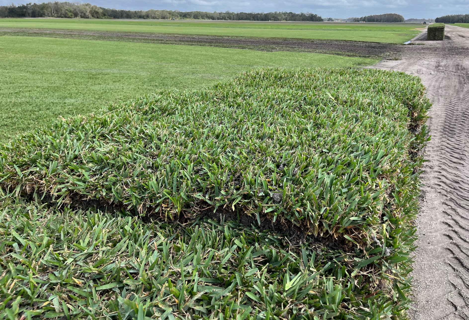 ProVista St. Augustinegrass New Factsheet - UF/IFAS Extension Collier ...