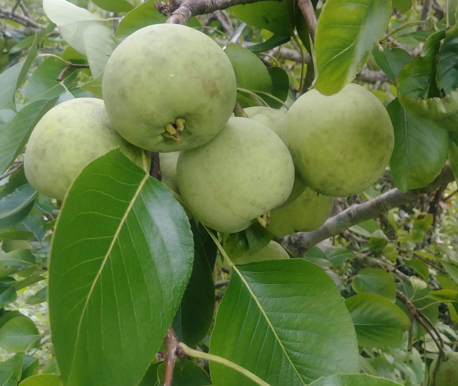 Enjoy the Florida Sand Pear - UF/IFAS Extension Columbia County
