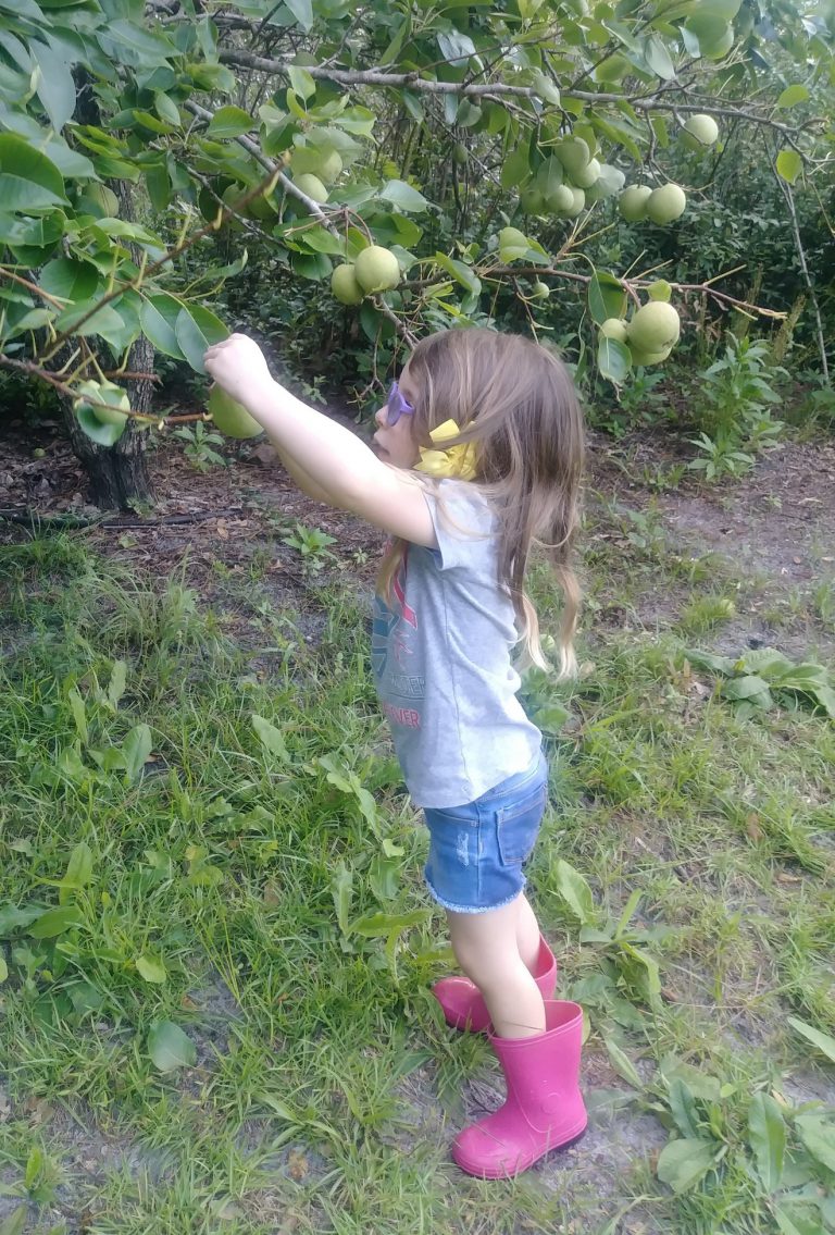 Enjoy the Florida Sand Pear - UF/IFAS Extension Columbia County