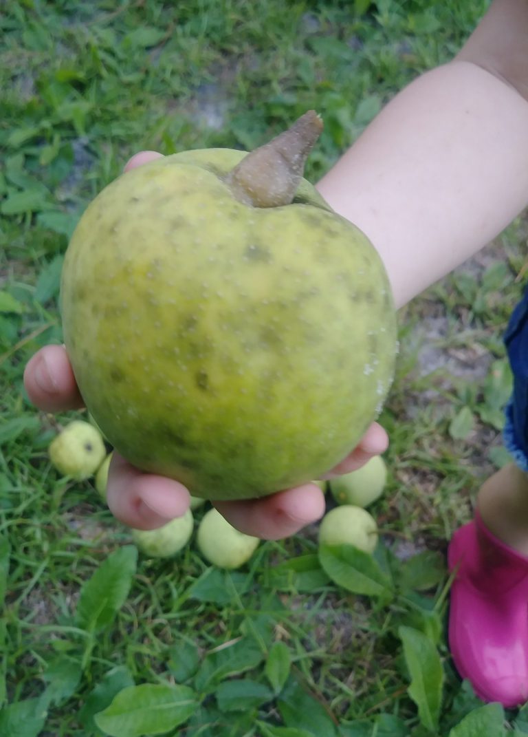 Enjoy the Florida Sand Pear - UF/IFAS Extension Columbia County