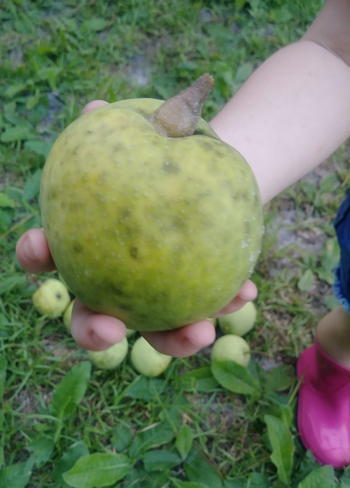 Enjoy the Florida Sand Pear - UF/IFAS Extension Columbia County