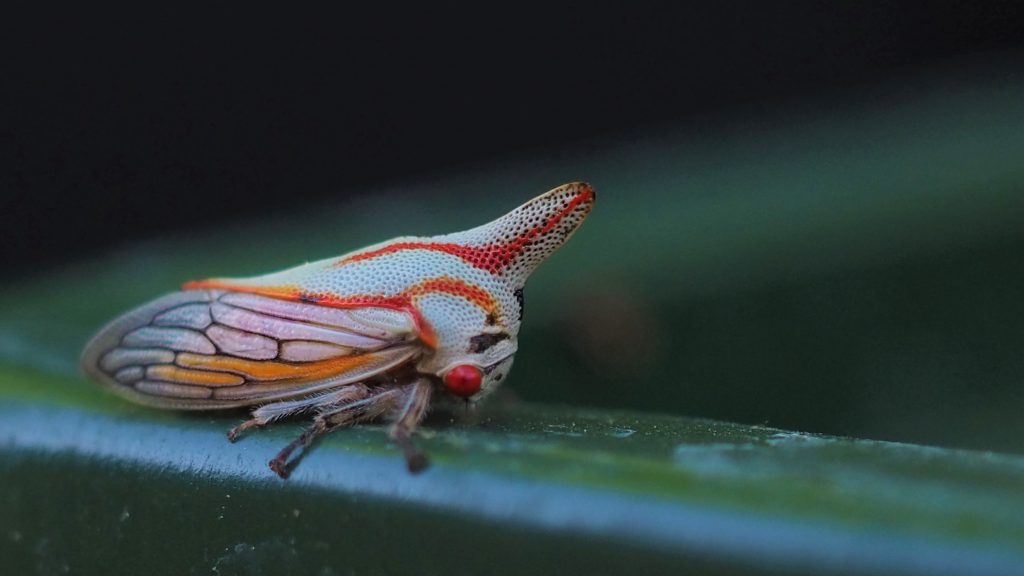 Bugs in Your Backyard: Oak Treehopper, Platycotis vittata - UF/IFAS Extension Columbia County