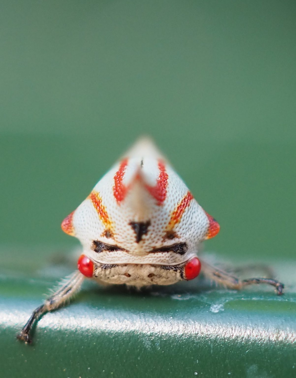 Bugs in Your Backyard: Oak Treehopper, Platycotis vittata - UF/IFAS ...