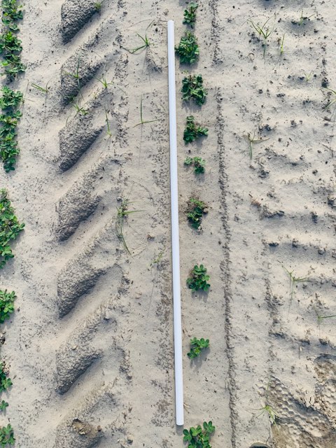 Replanting Peanuts - UF/IFAS Extension Columbia County