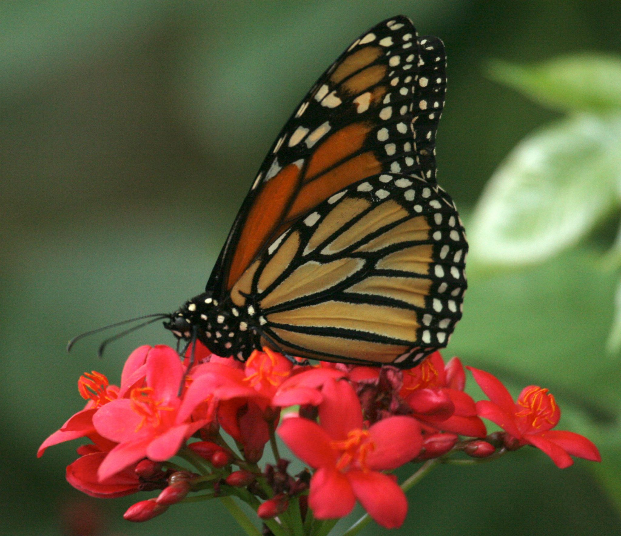 Monarchs and Milkweed - You can help! - UF/IFAS Extension Columbia County