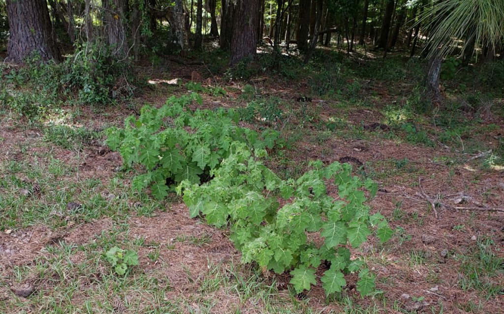 The World of Invasive Species: Part I – Federal “Orders” - UF/IFAS ...