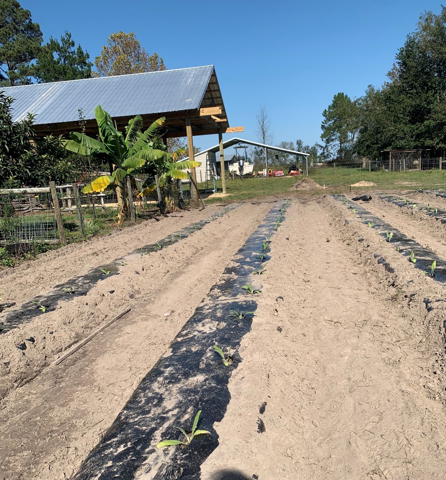 Artichoke On-Farm Trial: A Potential Emerging Crop for Florida ...