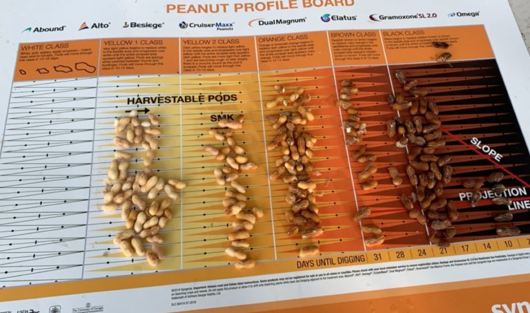Pod Blasting Peanuts - UF/IFAS Extension Columbia County