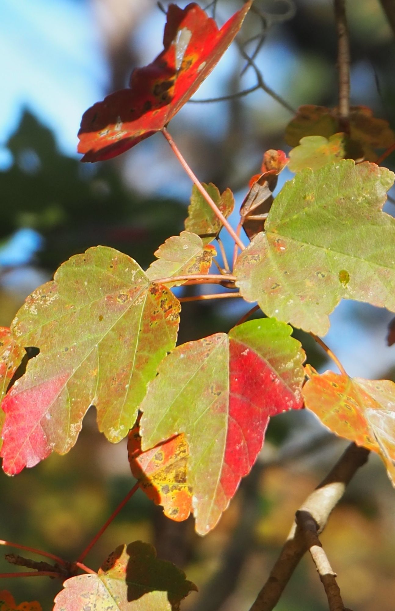 The Science Behind the Beauty of North Florida Fall Color - UF/IFAS ...