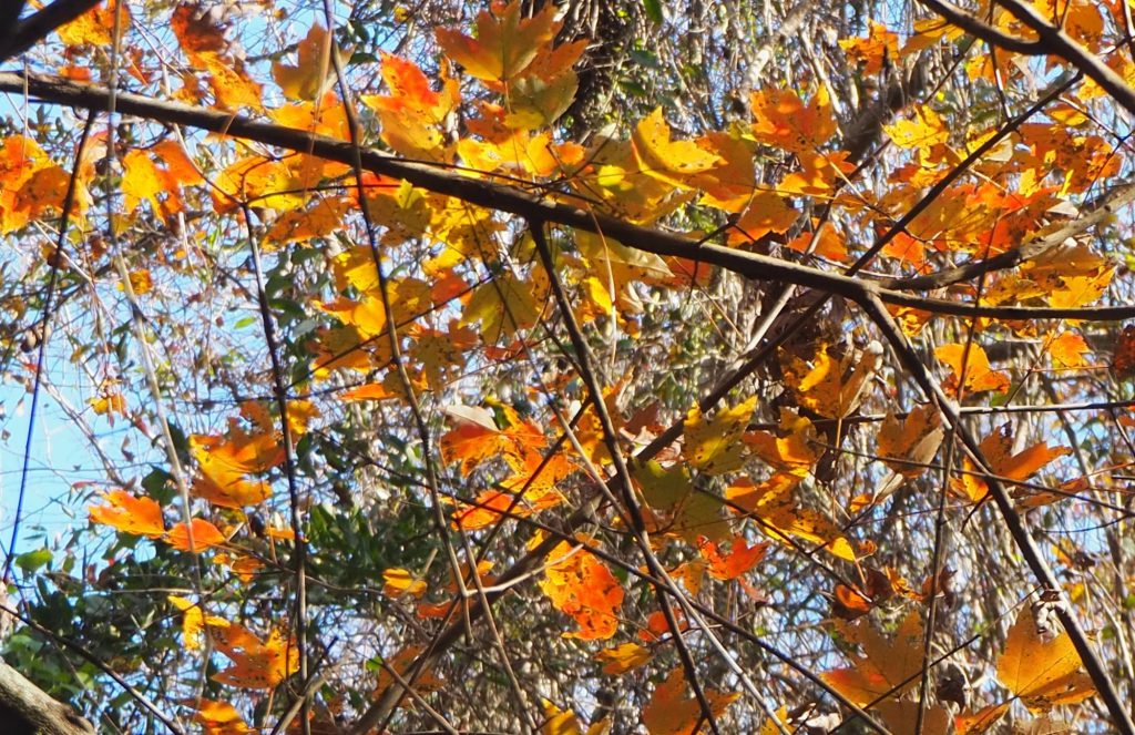 The Science Behind the Beauty of North Florida Fall Color - UF/IFAS ...