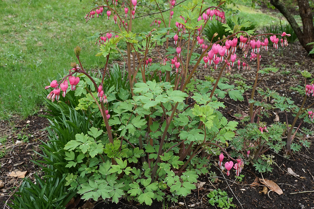 Bleeding Hearts in the Garden - UF/IFAS Extension Columbia County