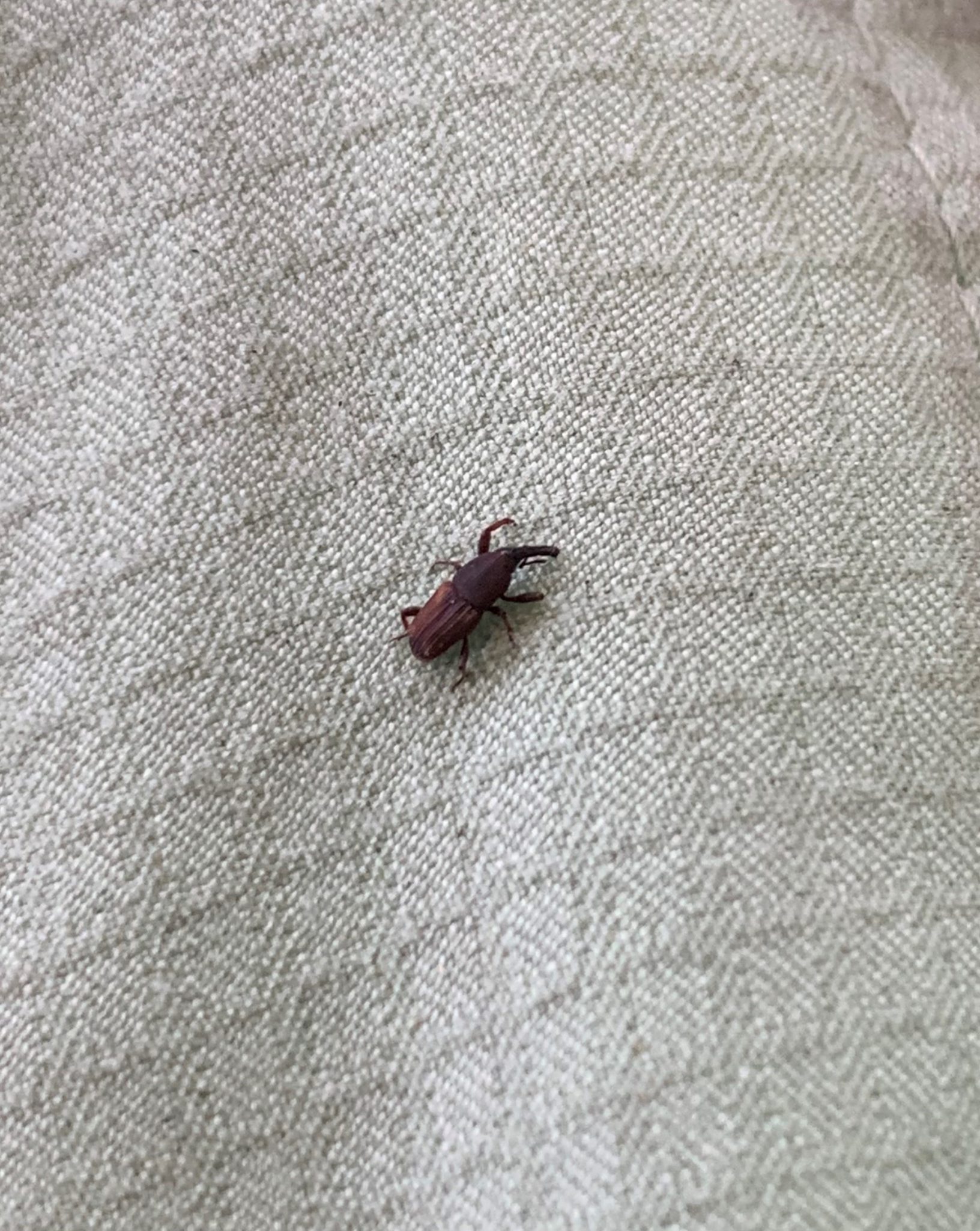 Controlling Maize Weevils - UF/IFAS Extension Columbia County