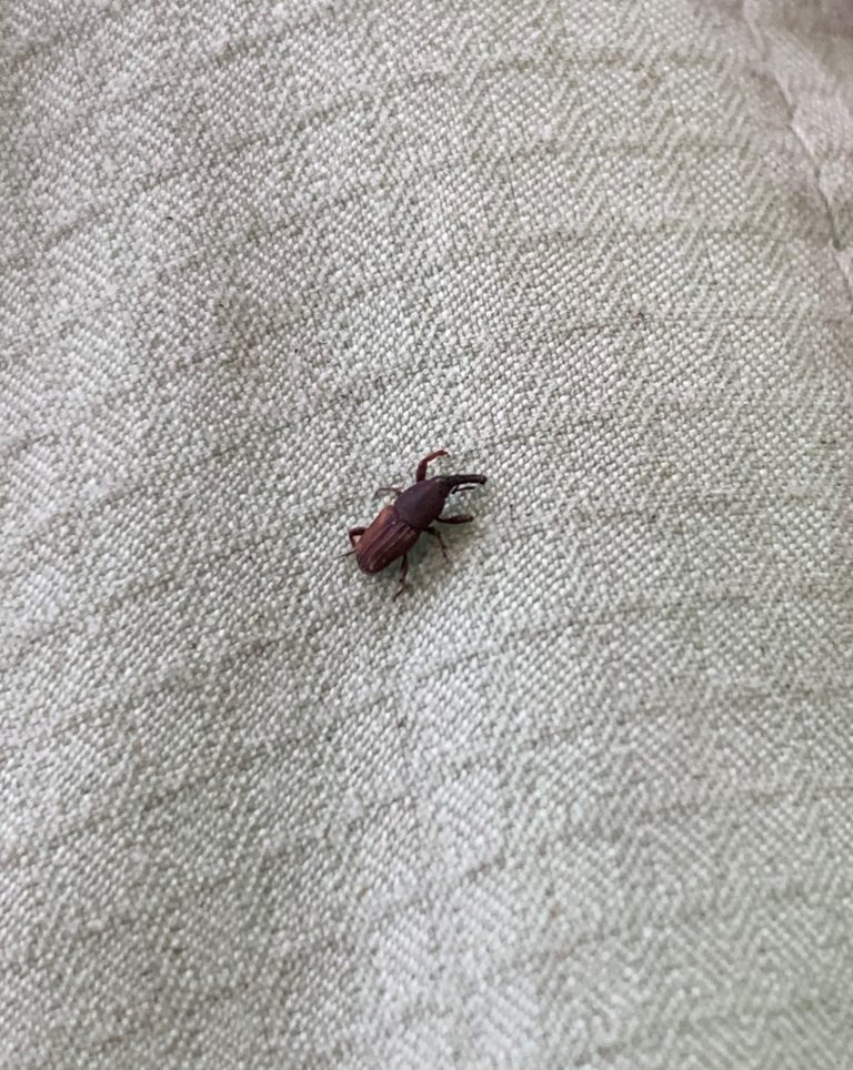 Controlling Maize Weevils - UF/IFAS Extension Columbia County