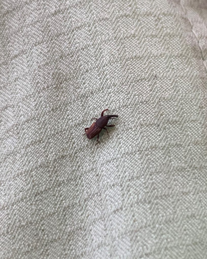 Controlling Maize Weevils - UF/IFAS Extension Columbia County