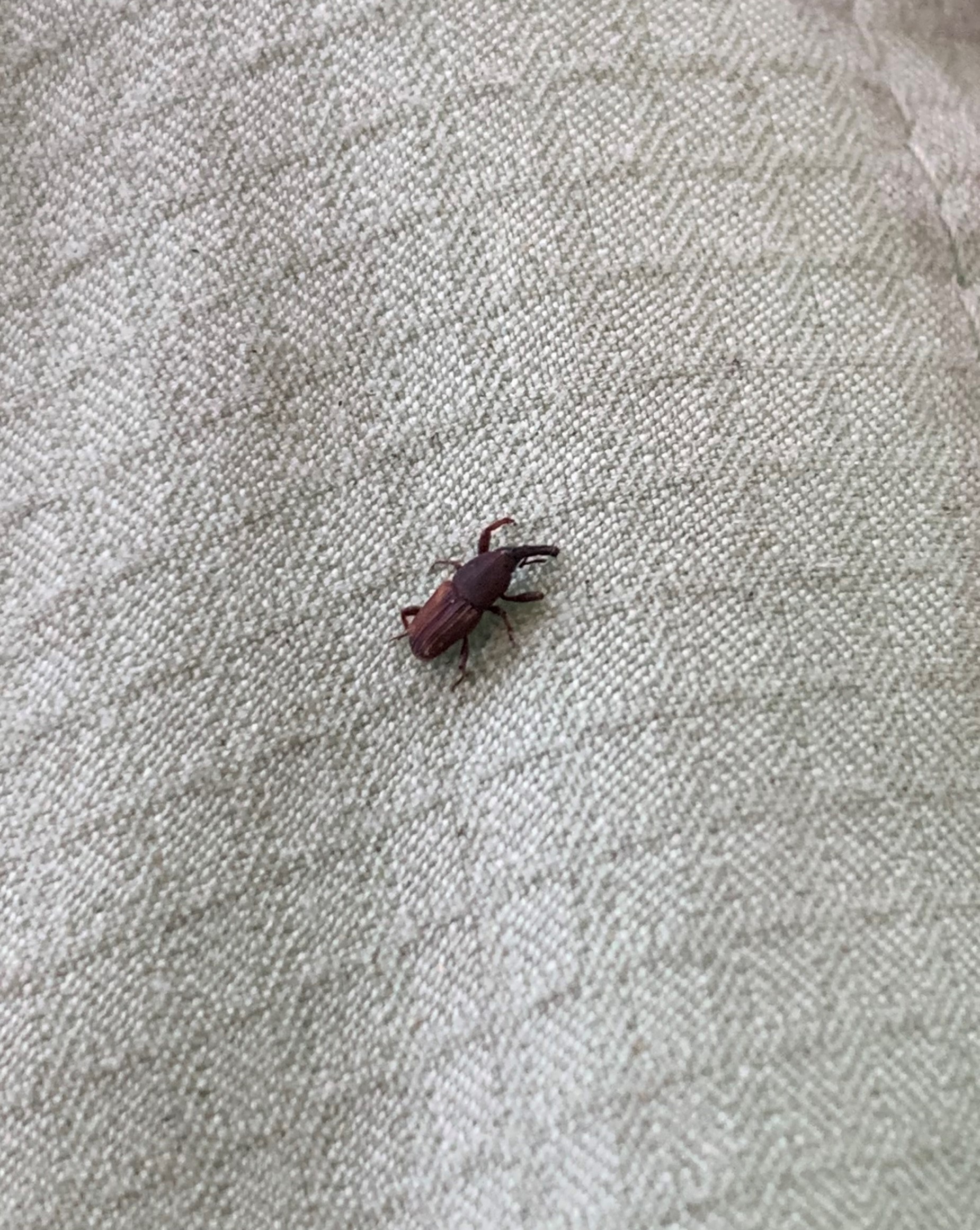 Controlling Maize Weevils - UF/IFAS Extension Columbia County