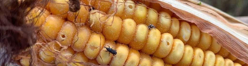 Controlling Maize Weevils - UF/IFAS Extension Columbia County