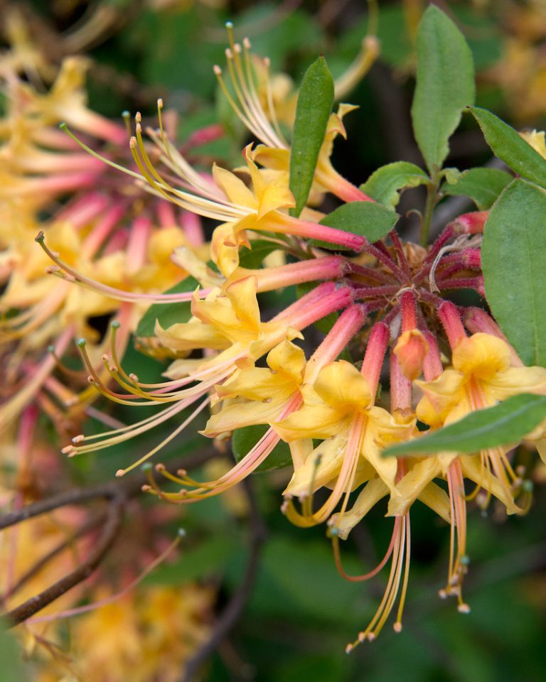 Native Azaleas for North Florida - UF/IFAS Extension Columbia County