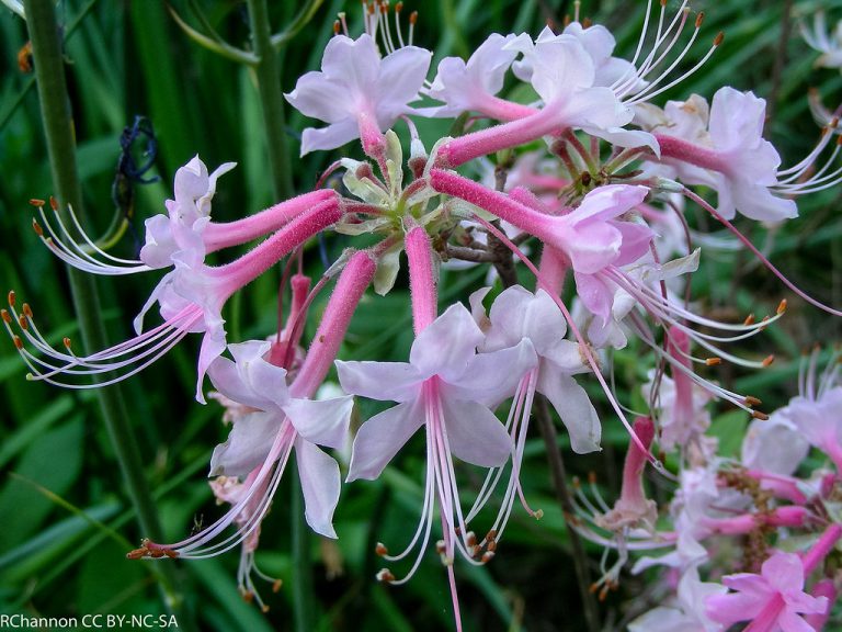 Native Azaleas for North Florida - UF/IFAS Extension Columbia County