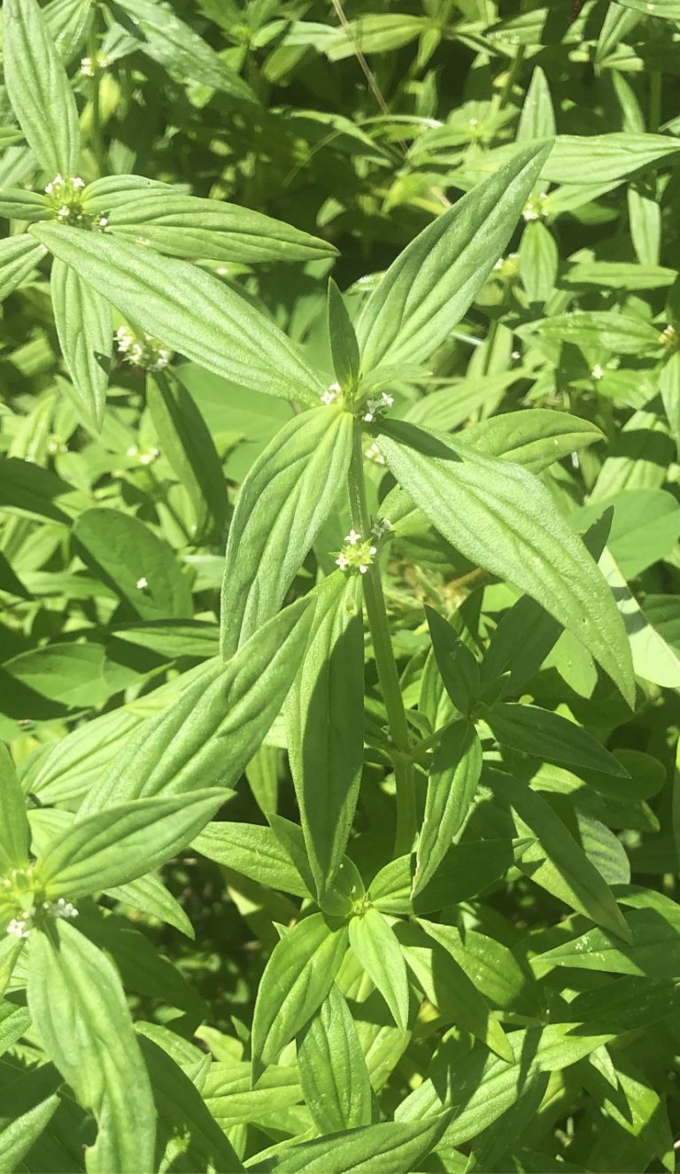 Tropical Girdlepod (Mitracarpus hirtus) - UF/IFAS Extension Columbia County