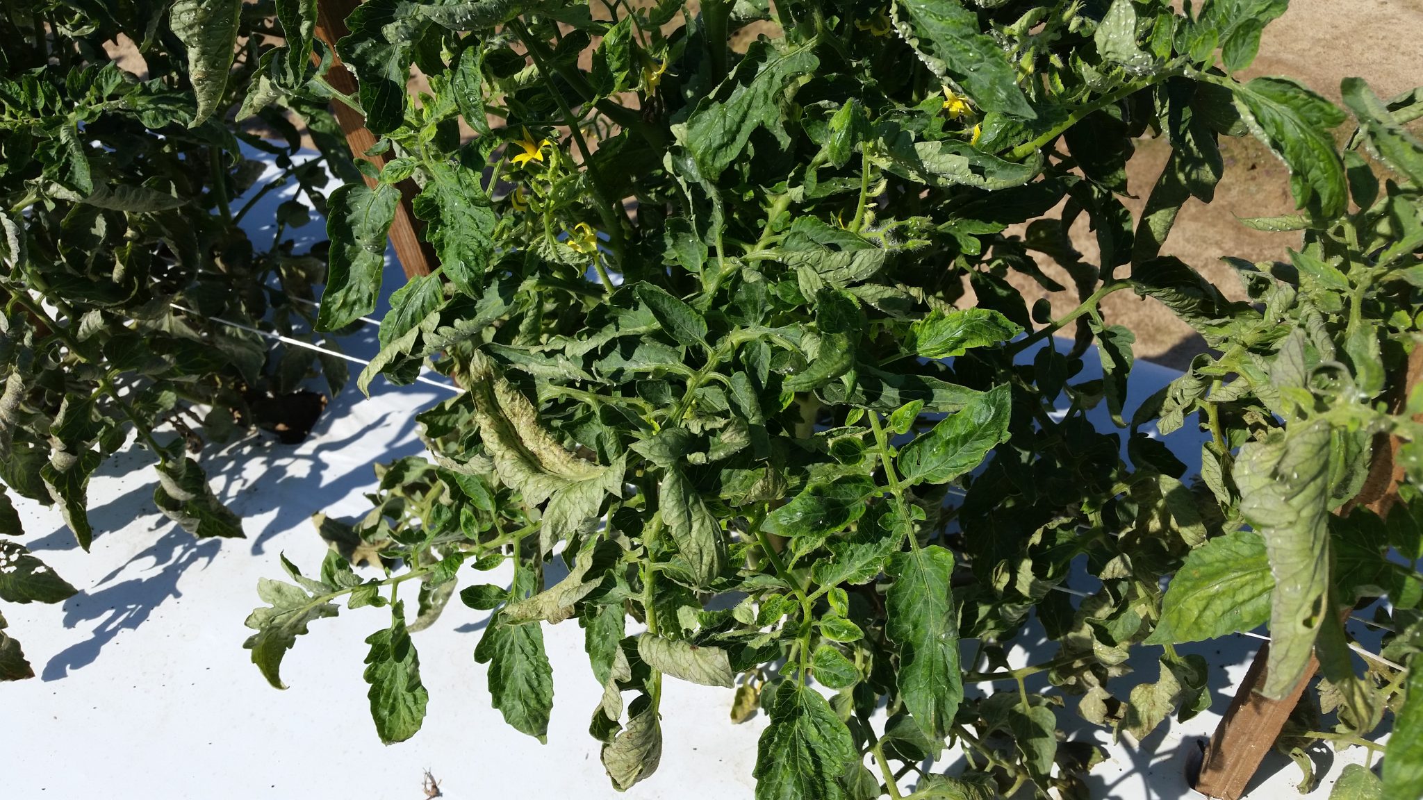 Why Whiteflies Are a Major Fall Problem in North Florida—and How Small ...