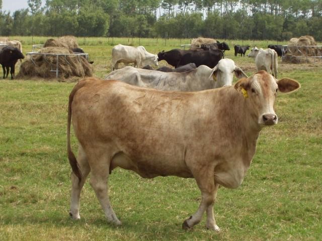 Body Condition Scoring of Beef Cattle - UF/IFAS Extension DeSoto County