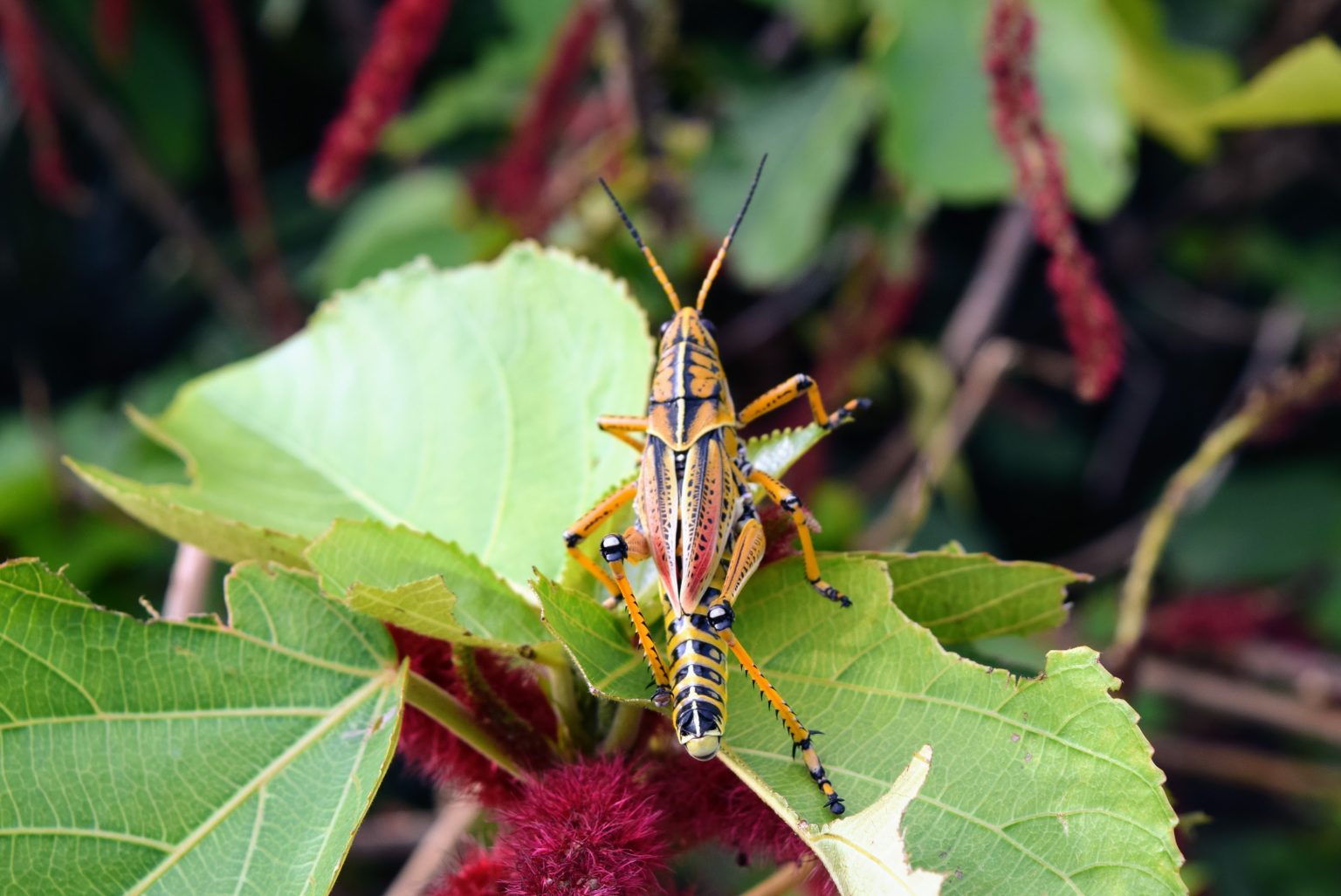 Science‑based plant defense so your crops perform better - UF/IFAS ...