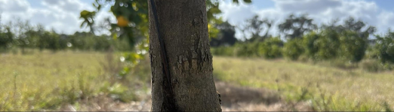 It's Not a Magic Rebar: A Simple Step to Protect Your Citrus Trees - UF ...