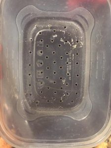 Sprouting Grains for Chickens - UF/IFAS Extension Duval County