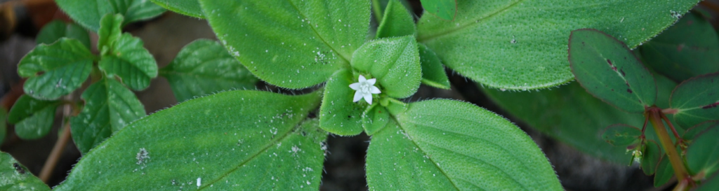 Turf Archives - UF/IFAS Extension Duval County
