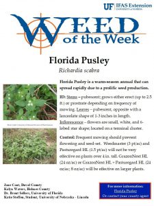 Florida Pusley - Weed of the Week - UF/IFAS Extension Duval County