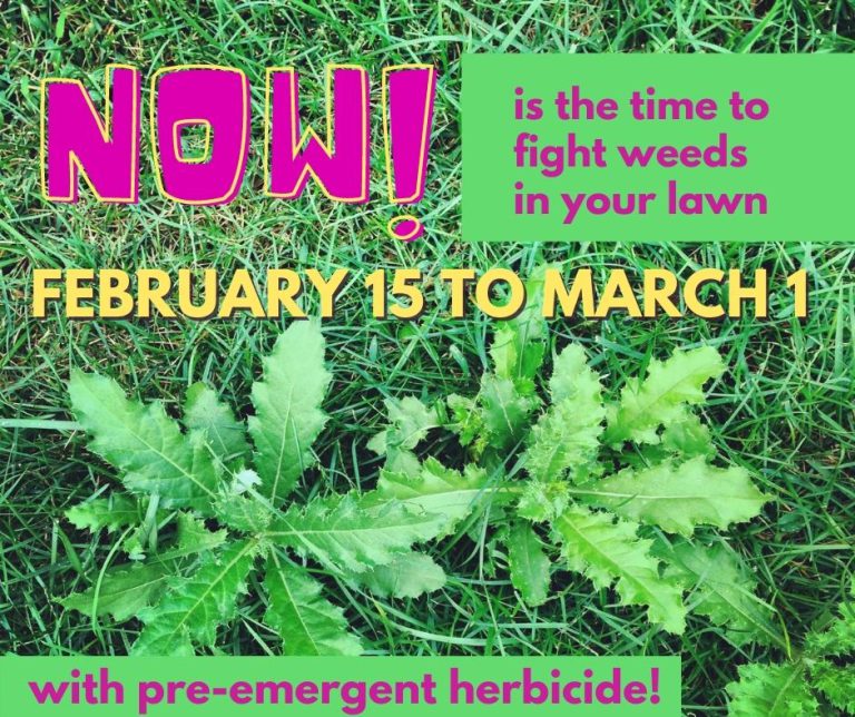 This Is the Week to Apply Pre-Emergent Herbicide Against Lawn Weeds ...