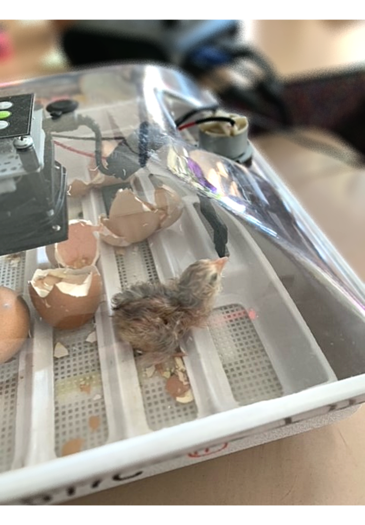 Hatching Chicks: 4-H in the Classrooms - UF/IFAS Extension Duval County