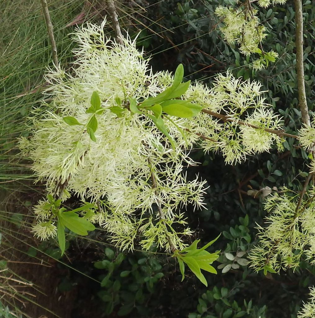 The plight of flowering dogwood in northeast Florida - UF/IFAS ...