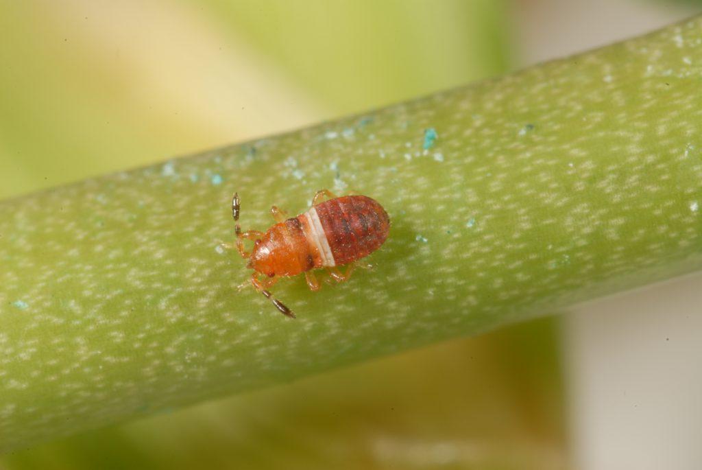 Managing Southern Chinch Bugs - UF/IFAS Extension Duval County