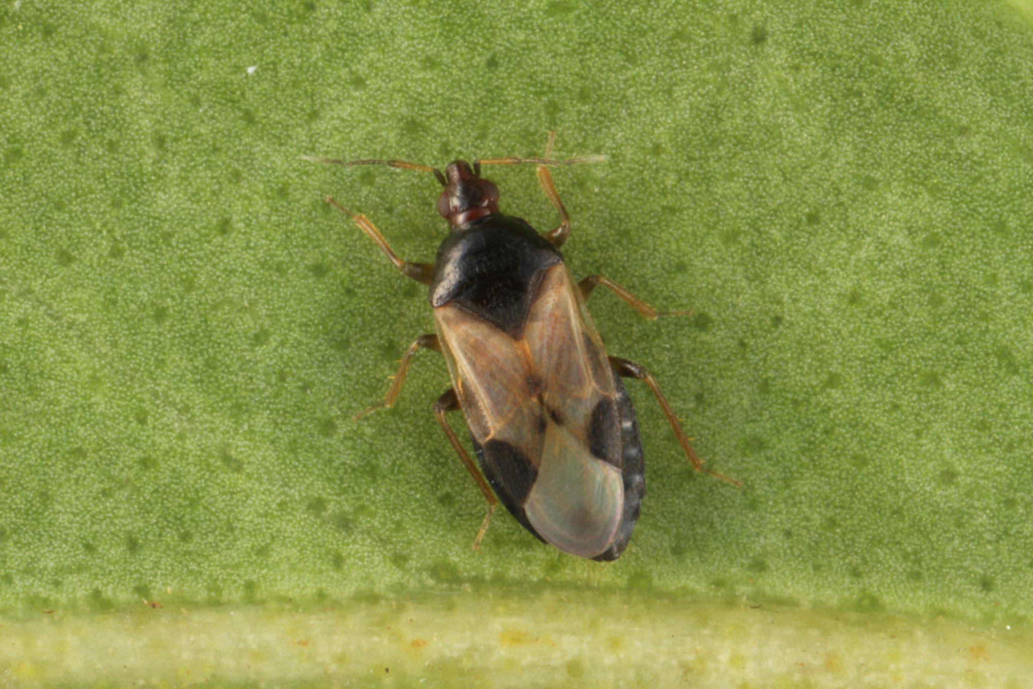 Managing Southern Chinch Bugs - UF/IFAS Extension Duval County